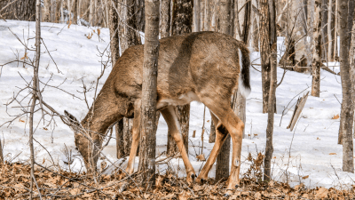 WILD GAME PROCESSING – Real Deal Meats