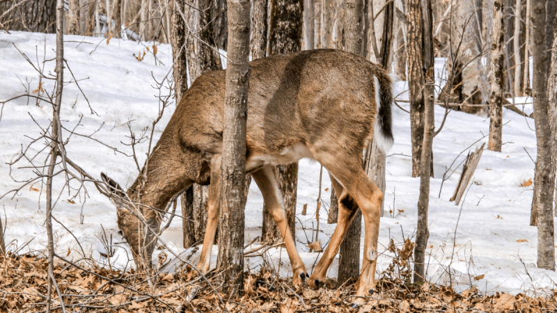 WILD GAME PROCESSING – Real Deal Meats
