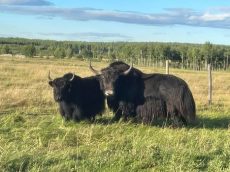 Real Deal Meats – Quality Meat Products